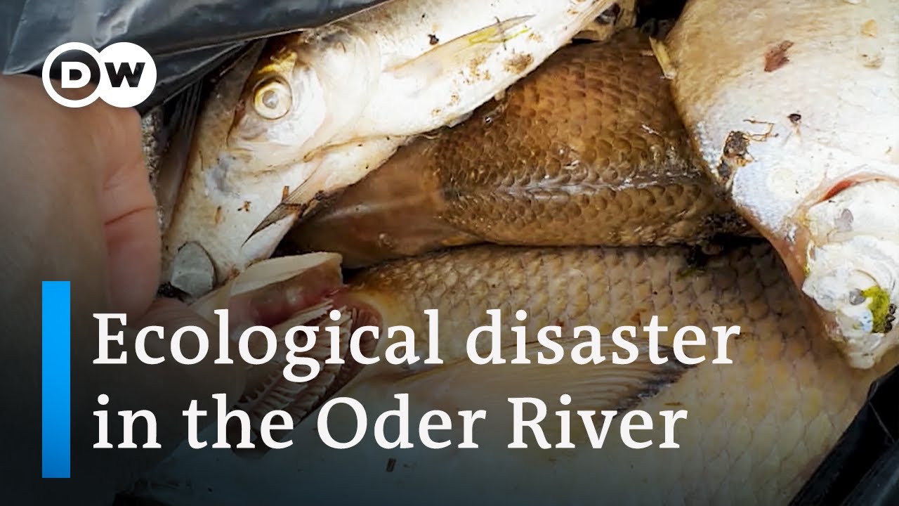 What's killing the fish on Germany's border with Poland? - PubAffairs ...